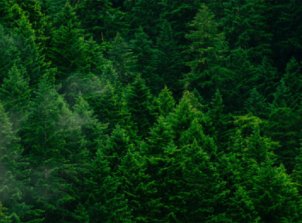 Green Mark - Sustainability Certification for your businesses